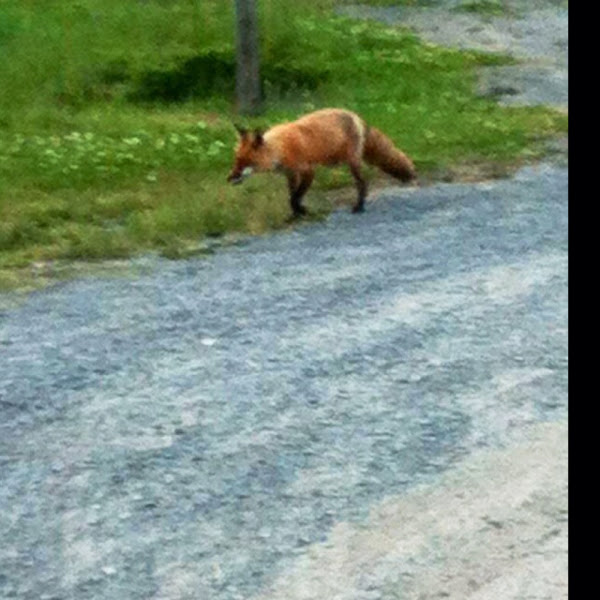 Red fox | Project Noah