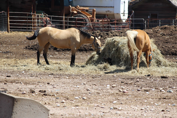 Horse | Project Noah