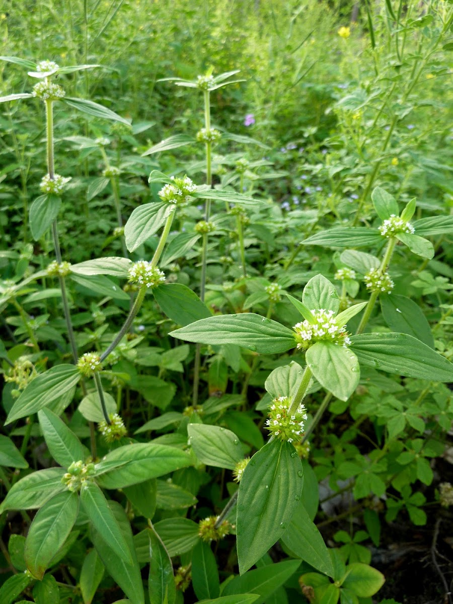 Hedyotis | Project Noah