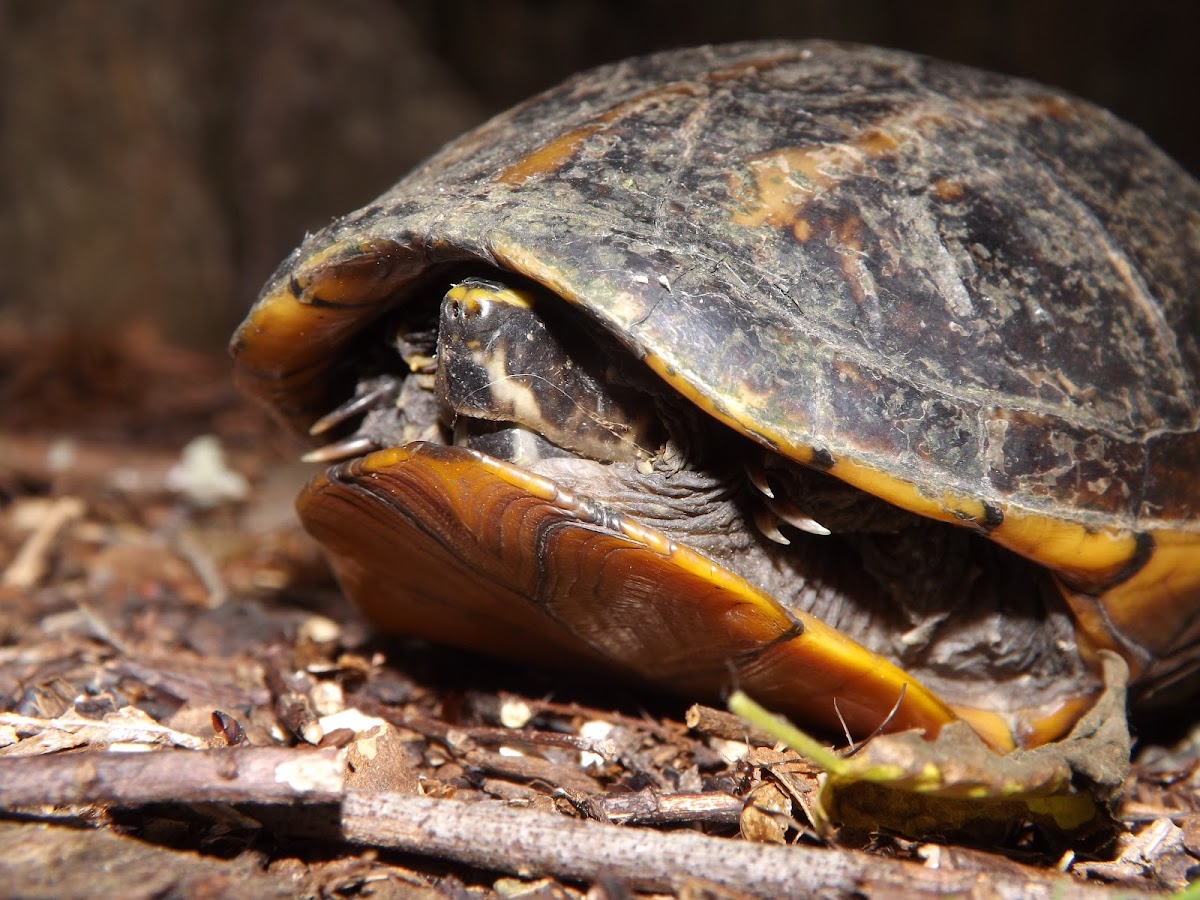 Striped Mud Turtle | Project Noah