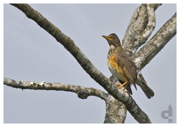 Olive Thrush | Project Noah
