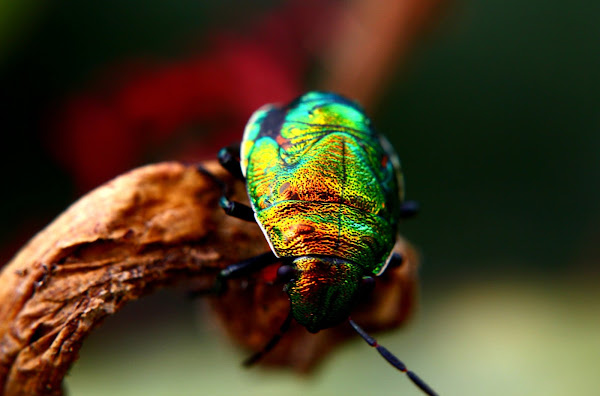 Nymph of a Stink Bug | Project Noah