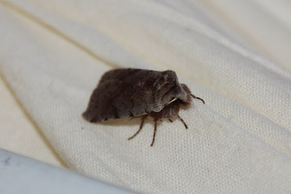 Northern Drab | Project Noah