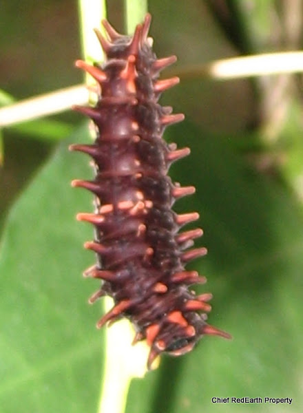 Common Rose / Red-bodied Swallowtails. | Project Noah