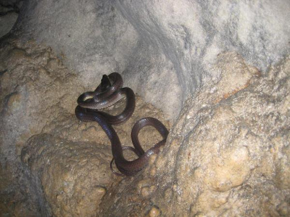 island snake (cave snake) | Project Noah