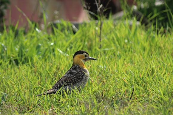Campo Flicker | Project Noah