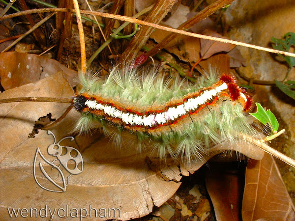 Cape Lappet Moth | Project Noah