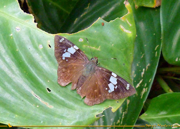 Flat Skipper | Project Noah