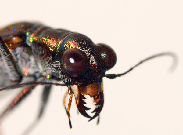 Tiger Beetle | Project Noah