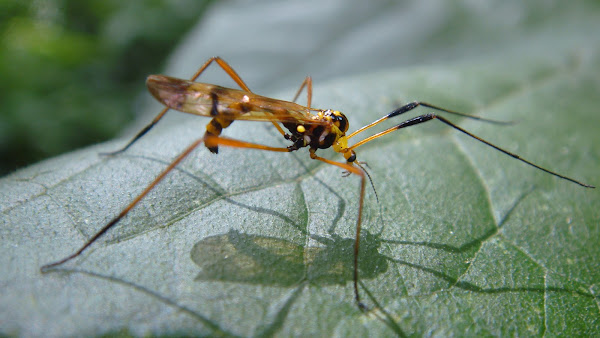 Zancudo | Project Noah