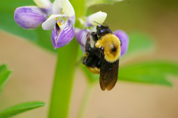 Nevada Bumble Bee | Project Noah