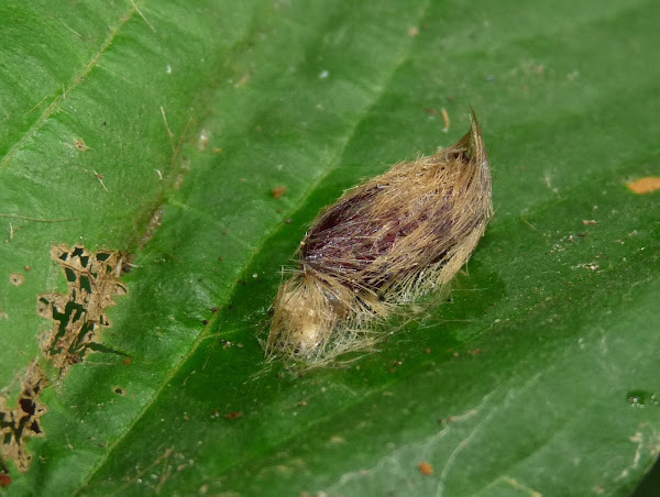 Moth Cocoon | Project Noah