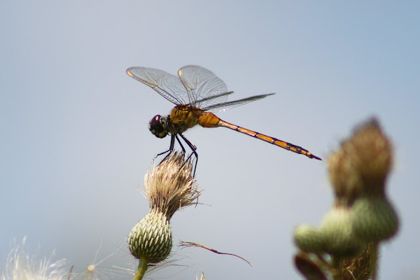 Golden-winged Skimmer | Project Noah