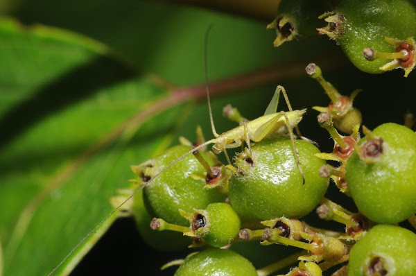 Tree cricket (nymph) | Project Noah