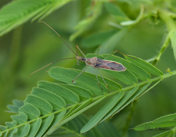 Assassin bug | Project Noah