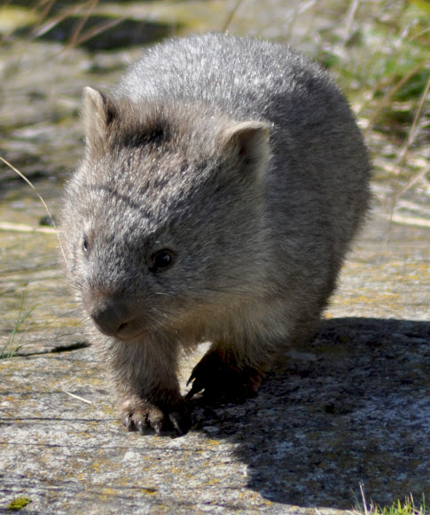 Common wombat | Project Noah