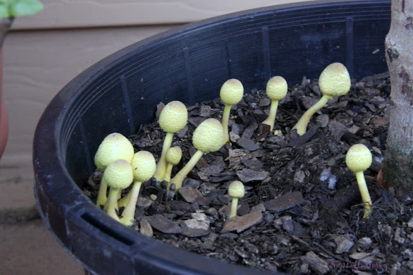 Plantpot dapperling | Project Noah