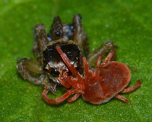 Jumping Spider and Velvet mites | Project Noah