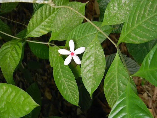 Singapore kopsia, white kopsia | Project Noah