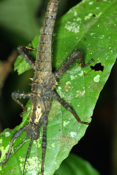 Stick Insect | Project Noah