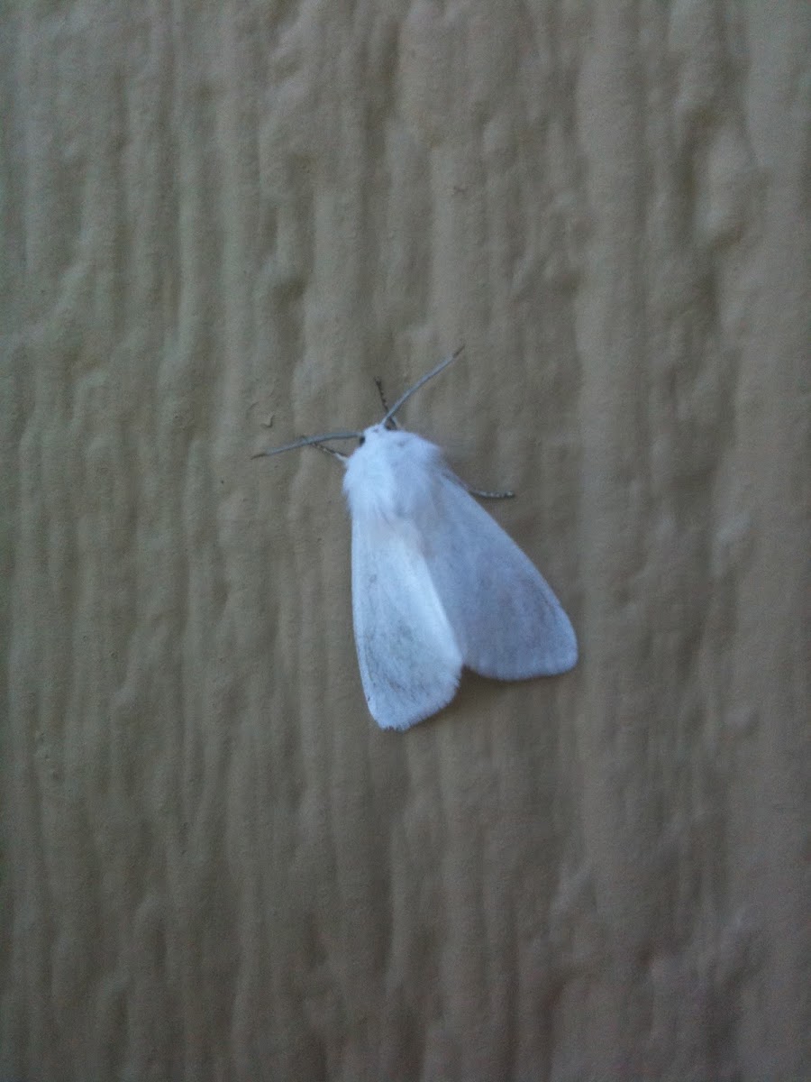 White Moth | Project Noah