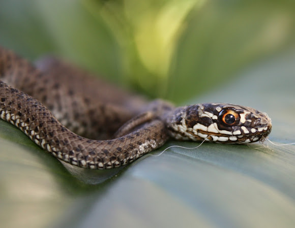 Viperine water snake,Cobra de água viperina | Project Noah