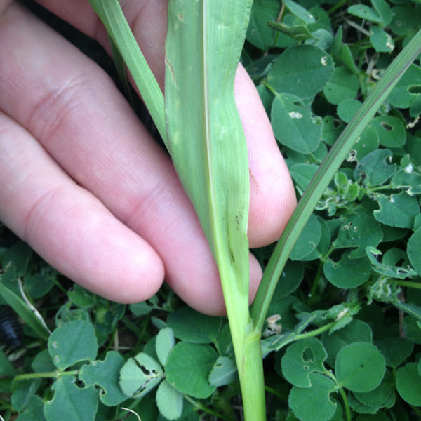 Johnson grass | Project Noah