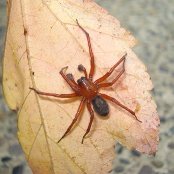 Callobius severus | Project Noah