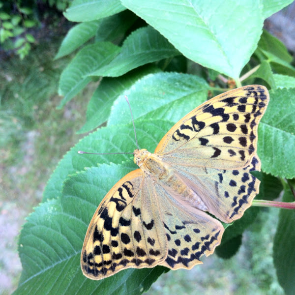 Cardinal | Project Noah