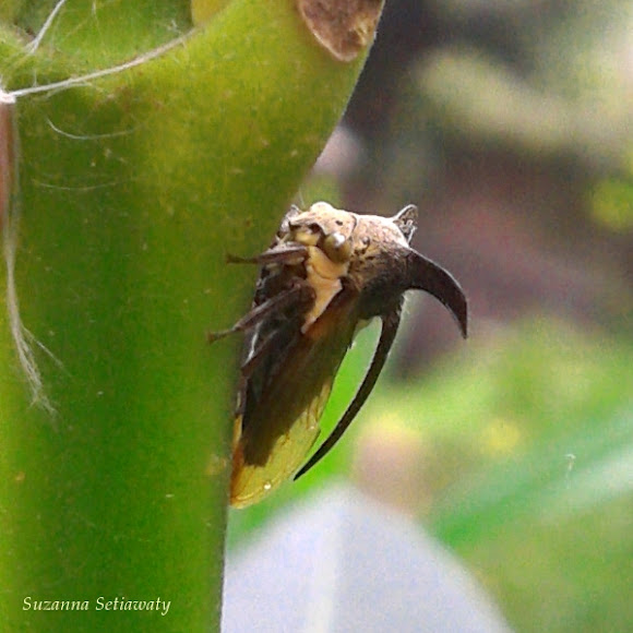 Thorn Mimic Treehopper | Project Noah