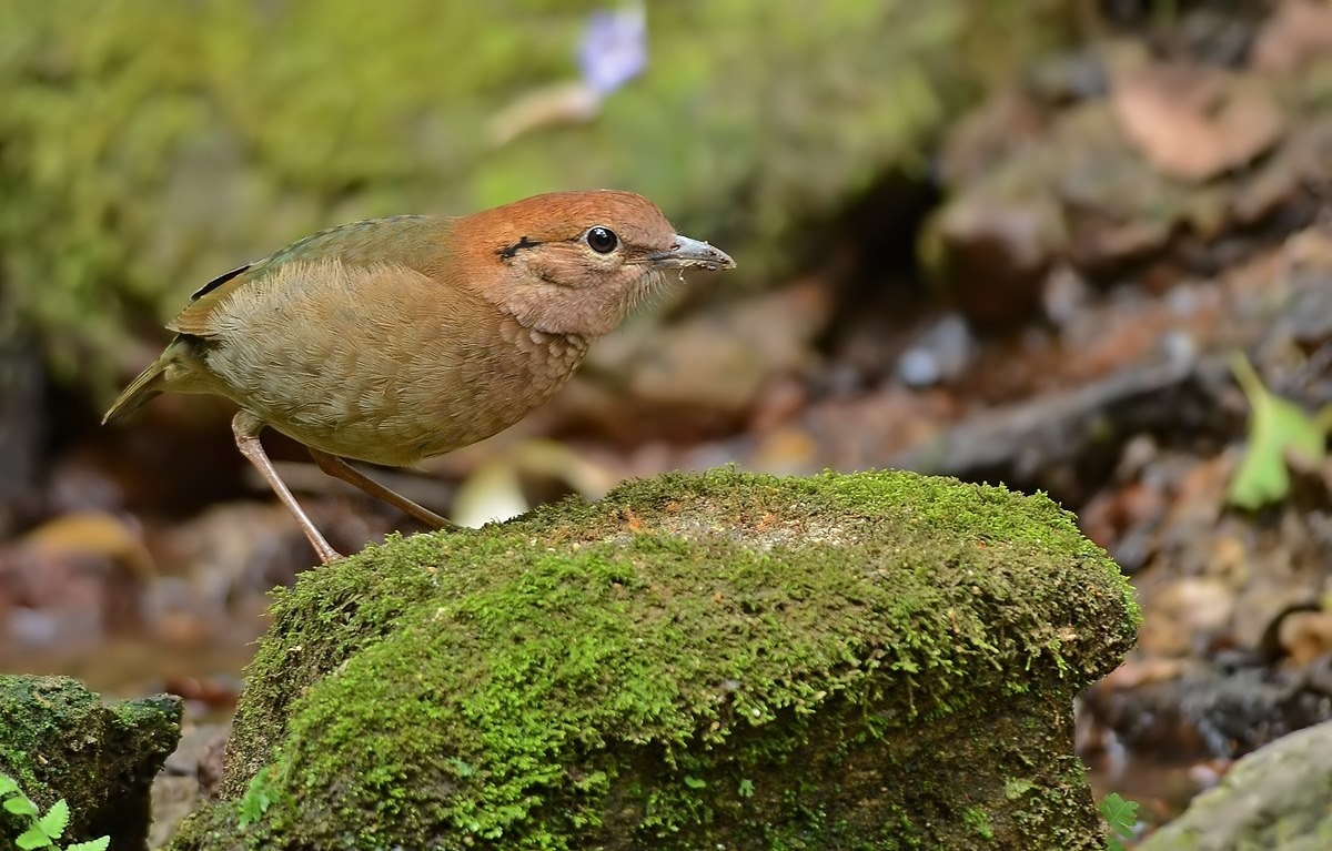 Rusty-naped Pitta | Project Noah