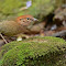Rusty-naped Pitta | Project Noah