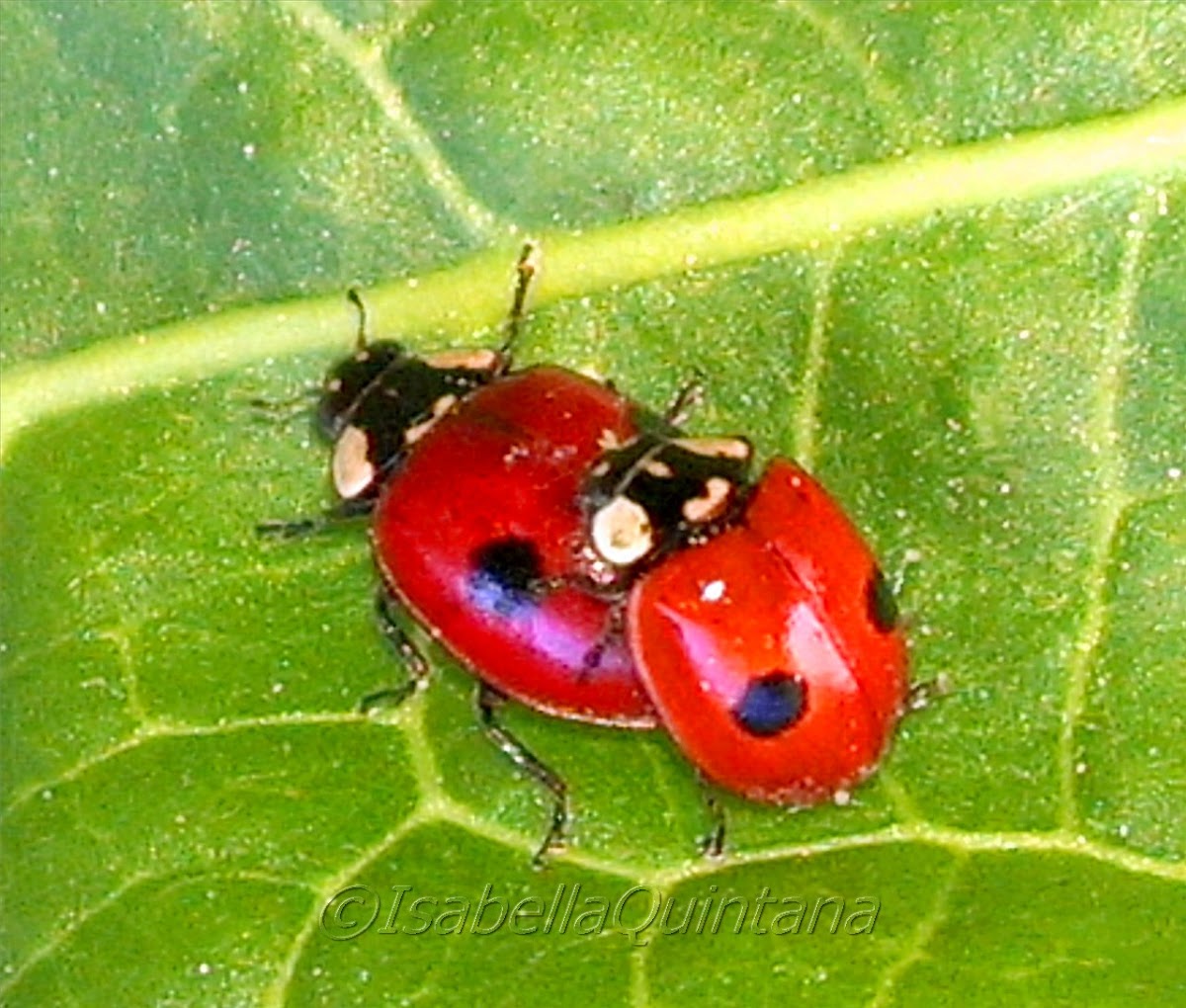 2-Spot Ladybird Beetle (mating pair) | Project Noah