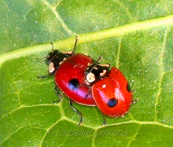 2-Spot Ladybird Beetle (mating pair) | Project Noah