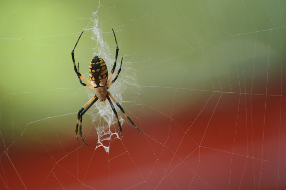 Male and Female Black and Yellow Garden Spider or Writing Spider ...