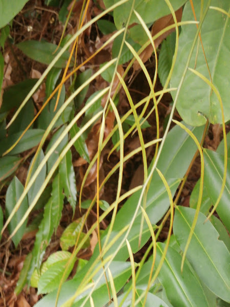 Miding Fern, Paku Hurang, Paku Miding | Project Noah