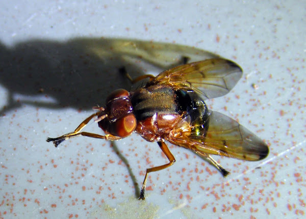 Orange-green Signal Fly | Project Noah