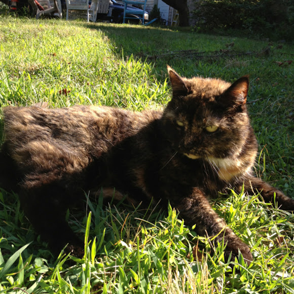 Tortoiseshell cat, Calico cat, marble cake cat | Project Noah