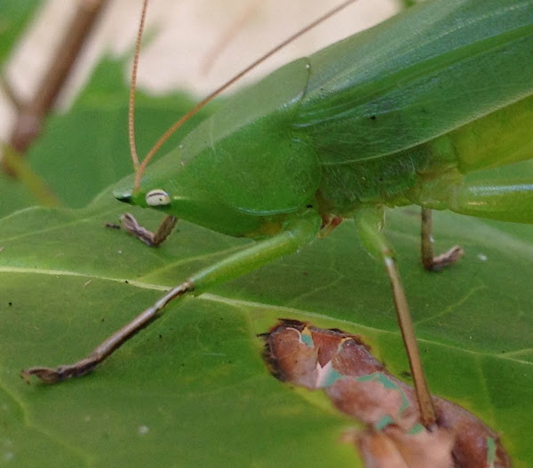 Caudell's Conehead Katydid | Project Noah