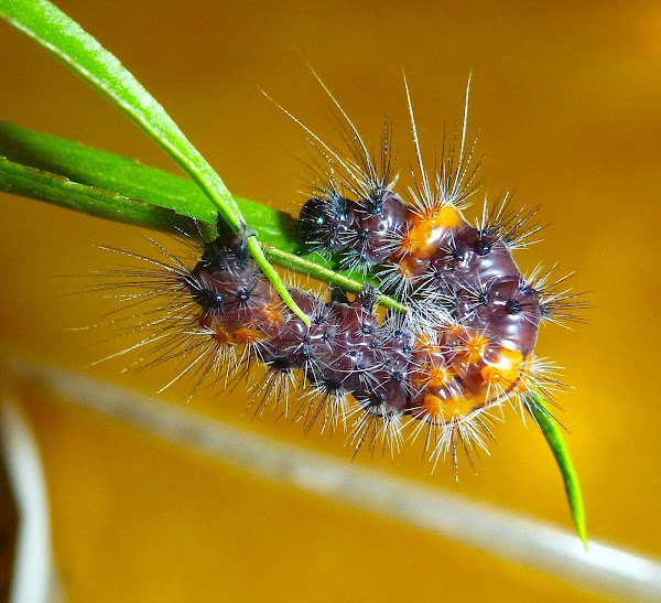 Saga of the Flag Moth - Part 3 | Project Noah