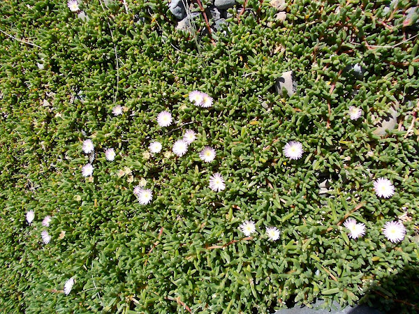 Horokaka (NZ native ice plant) | Project Noah