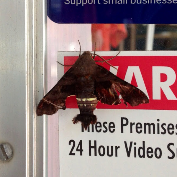 Nessus Sphinx | Project Noah