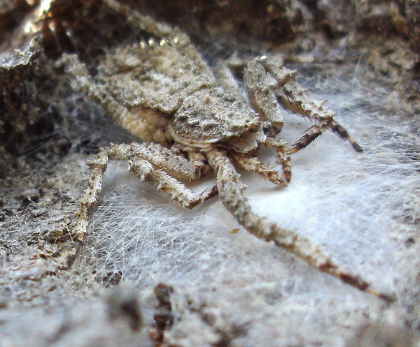 Knobbly Crab spider | Project Noah