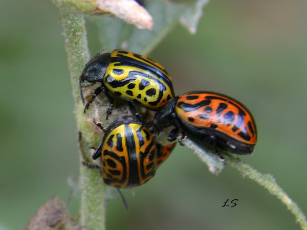 Calligraphy beetles | Project Noah