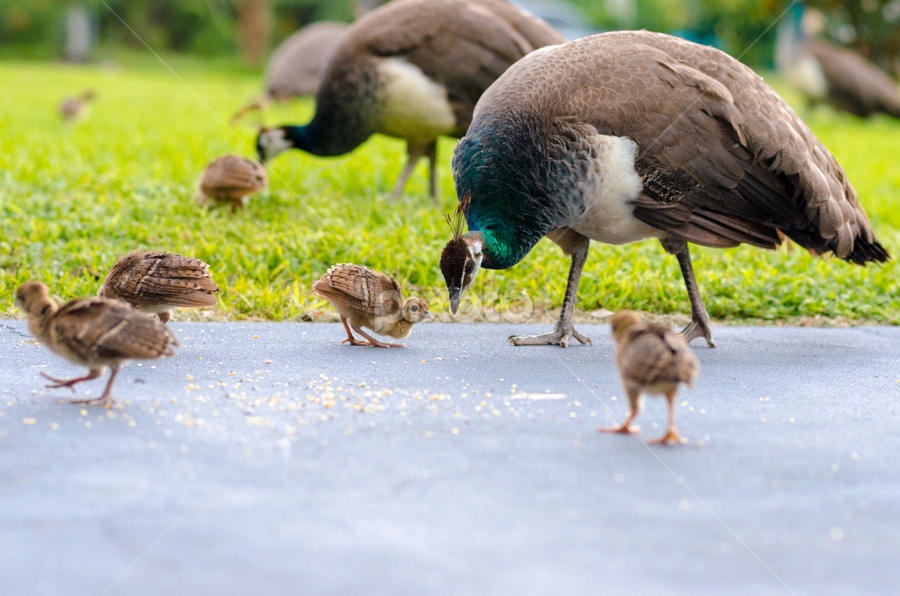 Baby Peacock Bird