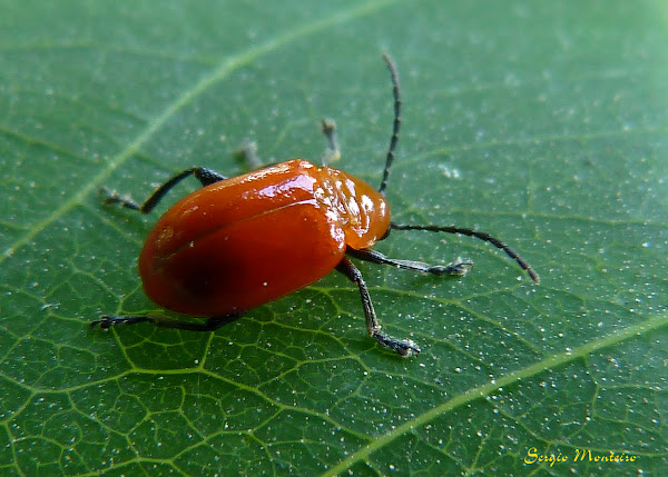 Leaf beetle | Project Noah
