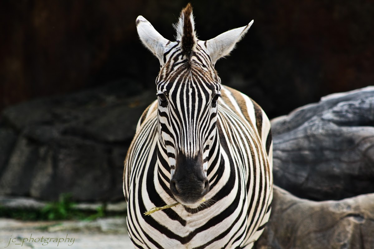 Grants Zebra | Project Noah