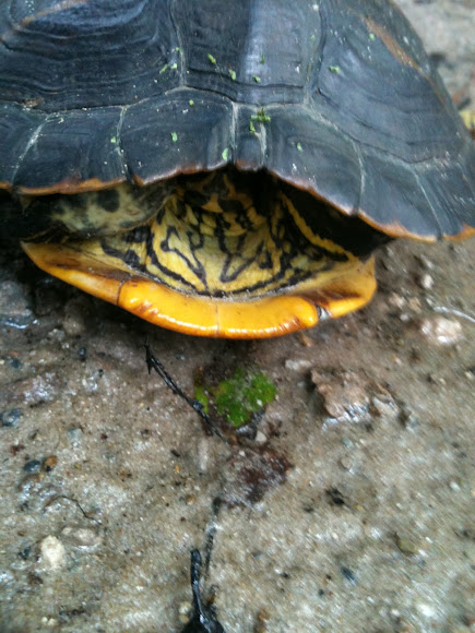 Florida cooter | Project Noah