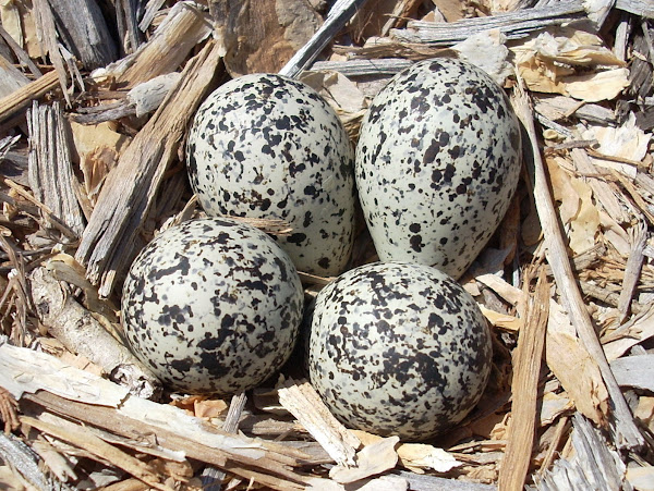 Killdeer Eggs | Project Noah