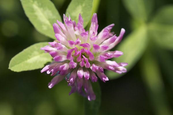 Clover (Klee) | Project Noah